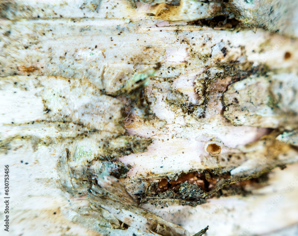 Birch bark on living tree. European white birch; weeping birch. Extreme ...