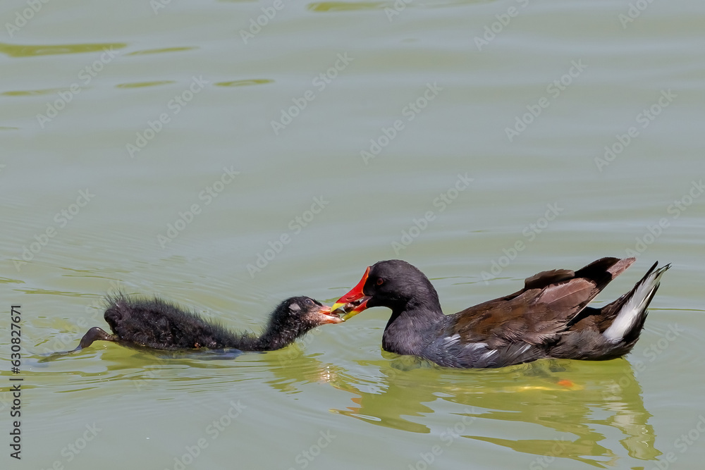 Gallinula chloropus with black feathers and red beak feeding its young ...