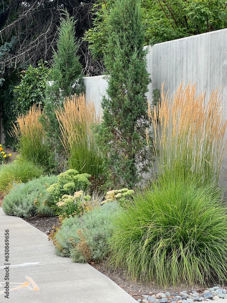 beautiful xeriscape garden landscape with ornamental grasses, xeric ...