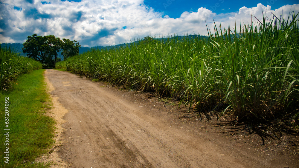 Fotografías de cañales, planta de caña de azúcar Stock Photo | Adobe Stock