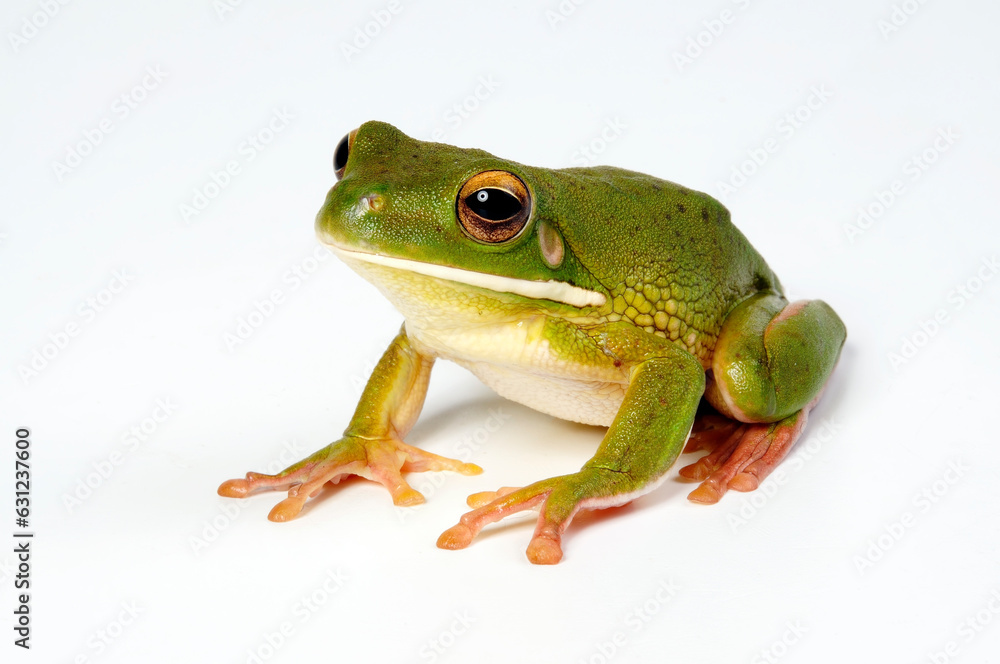 White-lipped tree frog // Neuguinea-Riesenlaubfrosch (Nyctimystes ...
