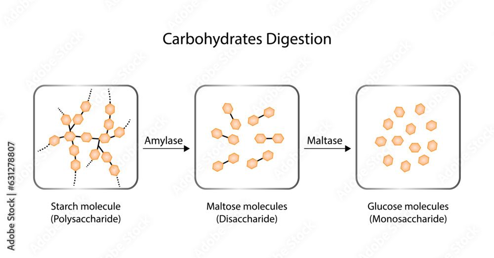 Vector de Stock Carbohydrates Digestion. Amylase and Maltase Enzymes ...