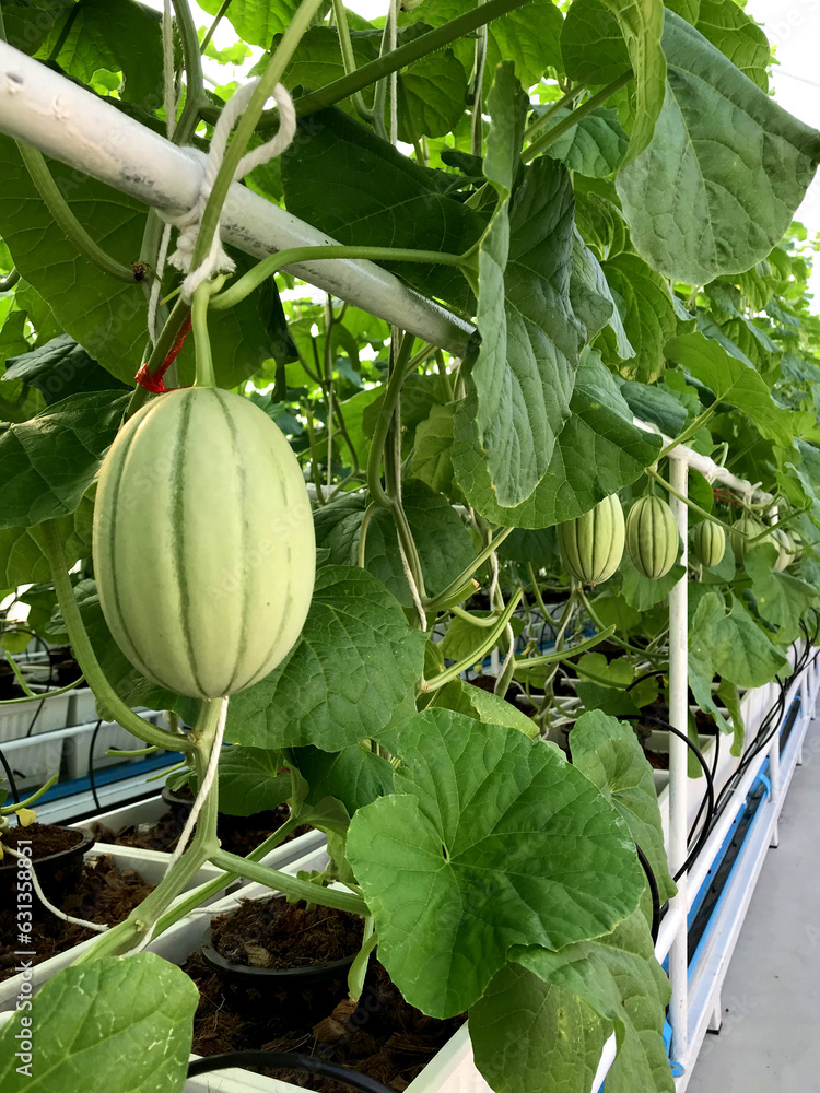 Growing melons in the home garden, Japanese melon grow in closed system ...