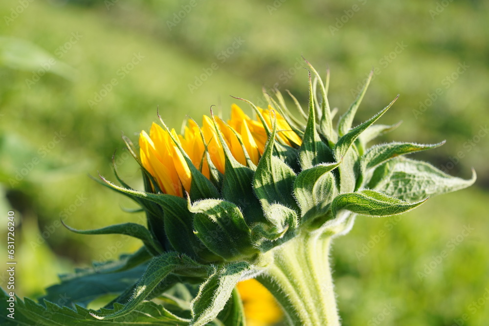 Inflorescence of a sunflower plant, annual forb, in side view. In Latin ...