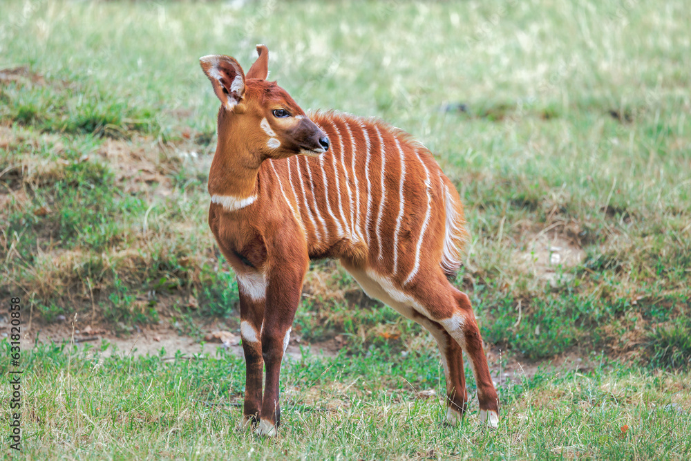 Eastern Bongo, Tragelaphus eurycerus isaaci, antelope Stock Photo ...