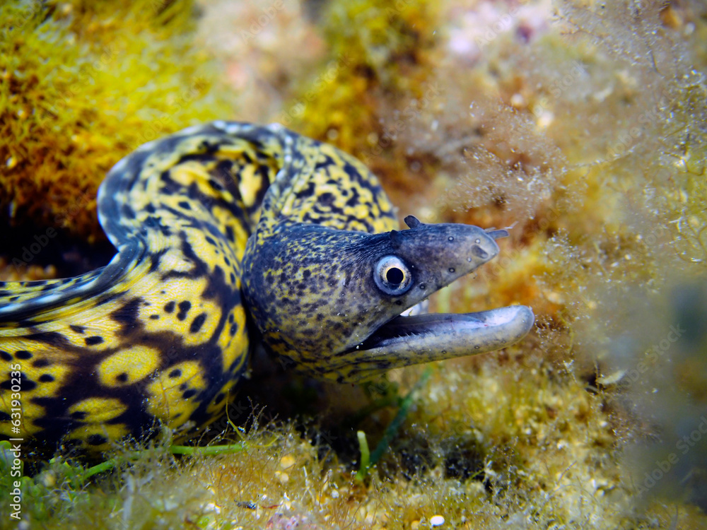Scuba Diving and Underwater Photography Malta - Wrecks Reefs Marine ...