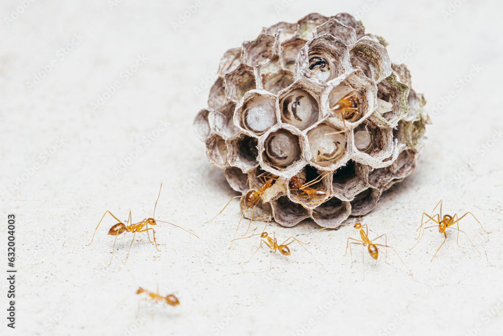 Team of yellow crazy ants on the wasp's nest, Ants Teamwork with ...