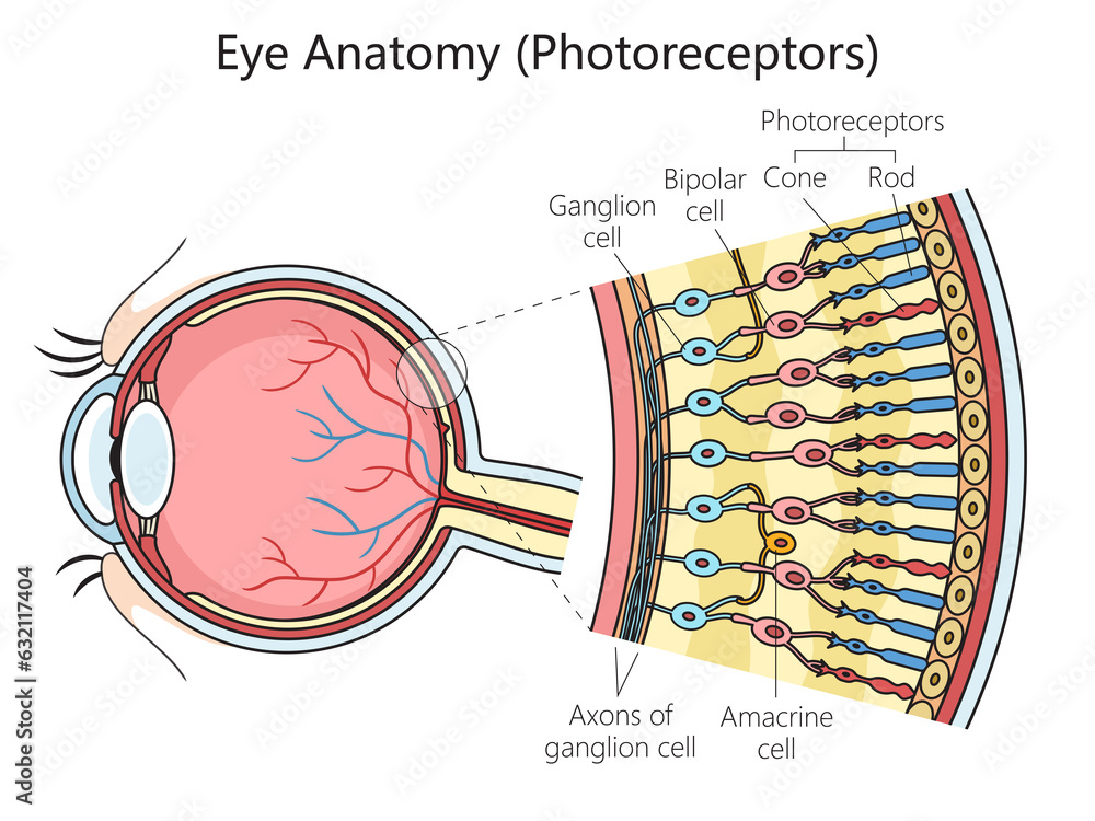 Human eye photoreceptor cell structure scheme diagram schematic raster ...