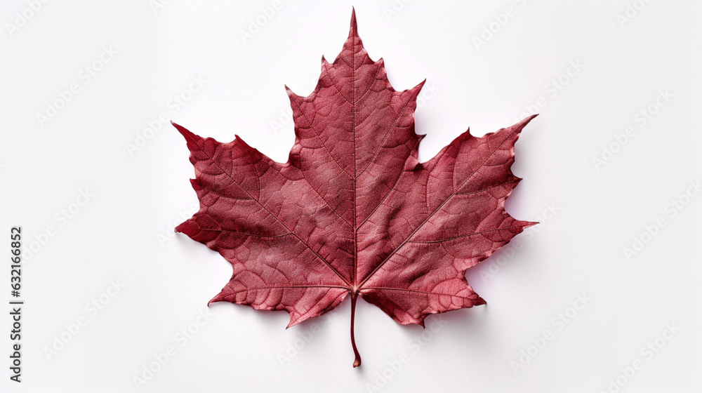 Feuille d'érable, feuille morte de couleur rouge, automnal. Sur fond ...