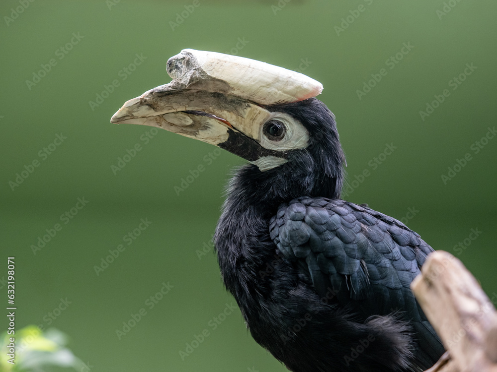 The very rare Palawan hornbill, Anthracoceros marchei, lives only on a ...