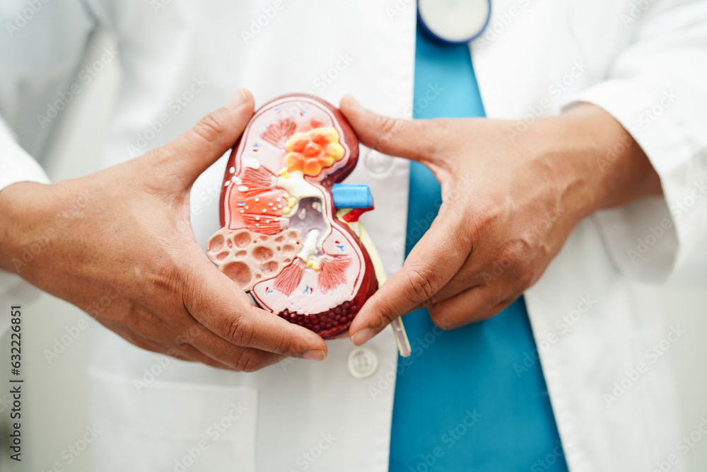 Chronic kidney disease, doctor holding model for treatment urinary ...