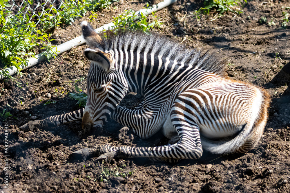 5 day old baby zebra laying on the ground Stock Photo | Adobe Stock