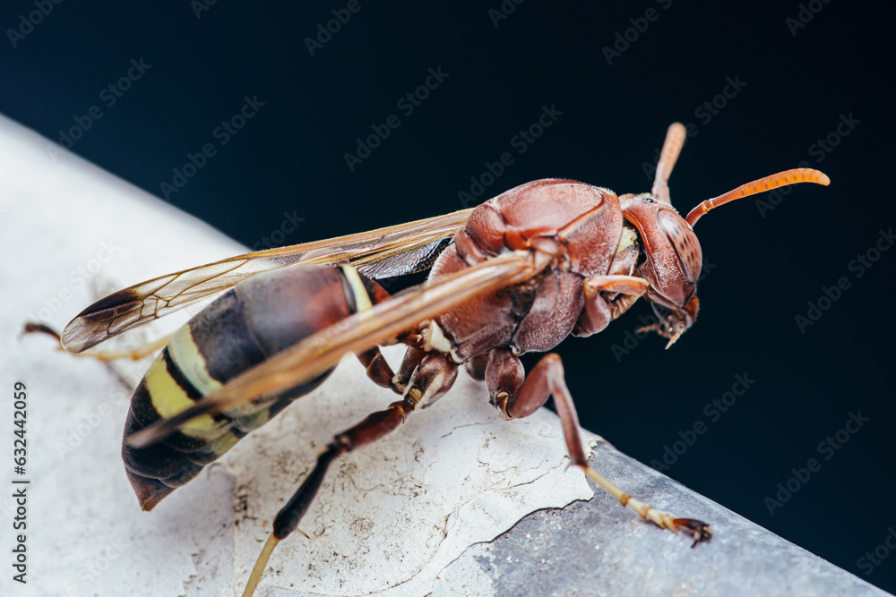 Common Paper Wasp building wasp nest on nature background, Insect macro ...