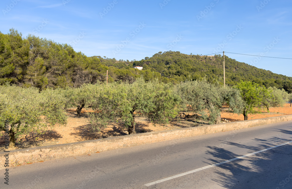 Olive trees farm field plantation. Grow An Olive Tree. Plantation in ...