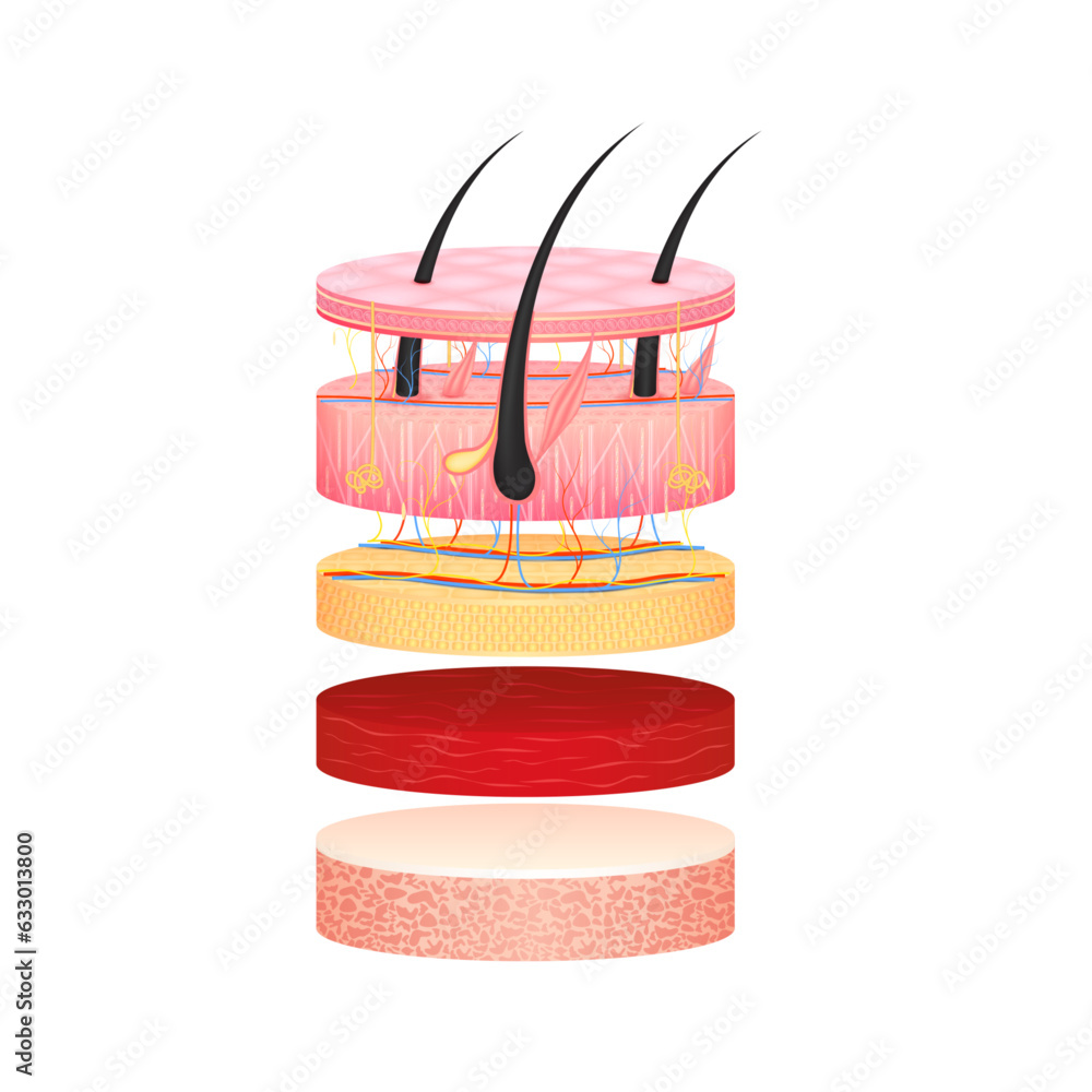 Hair dermis epidermis adipose layers, hypodermis tissue, fat cells and ...