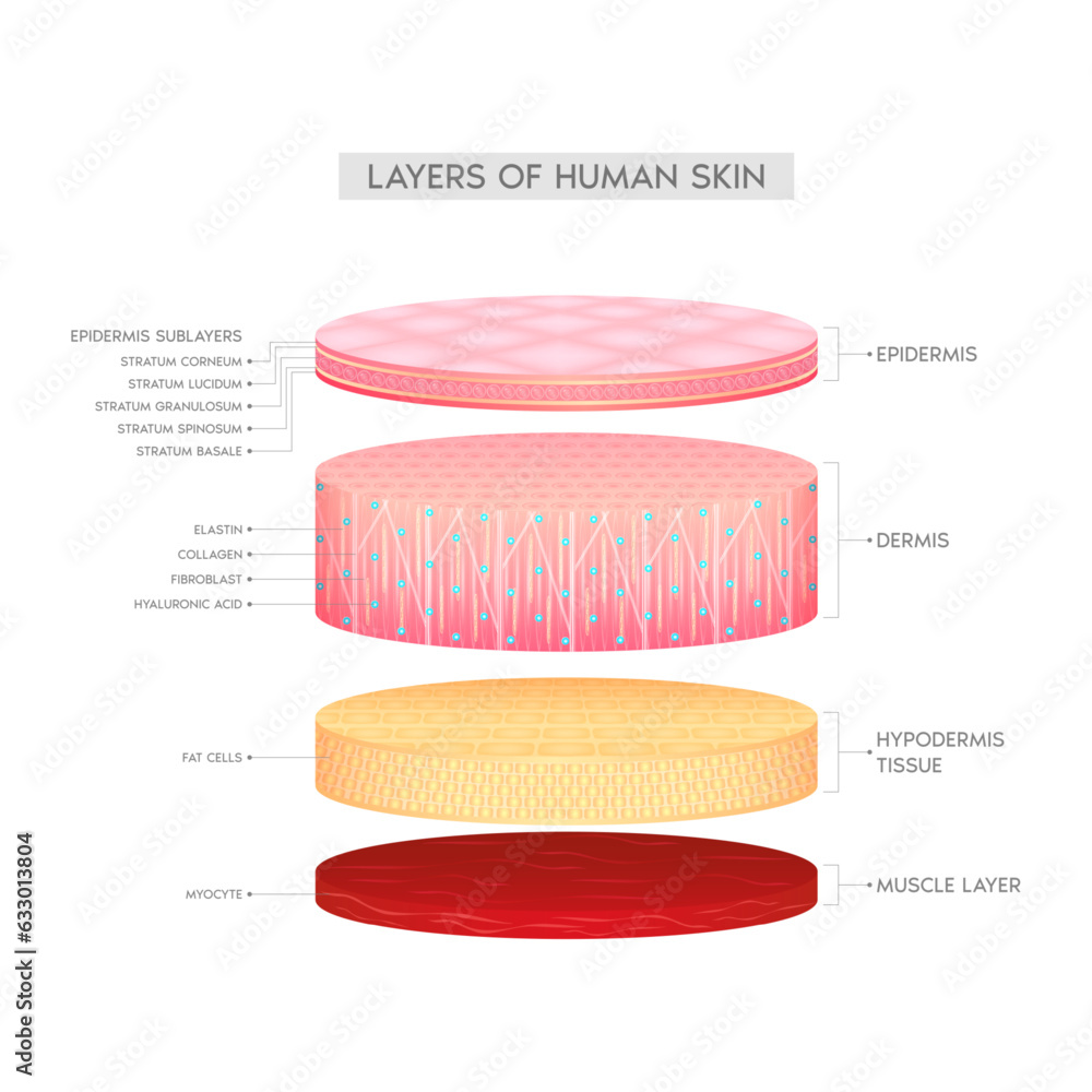 Vetor Layer of the human anatomy skin. Dermis epidermis adipose layers ...