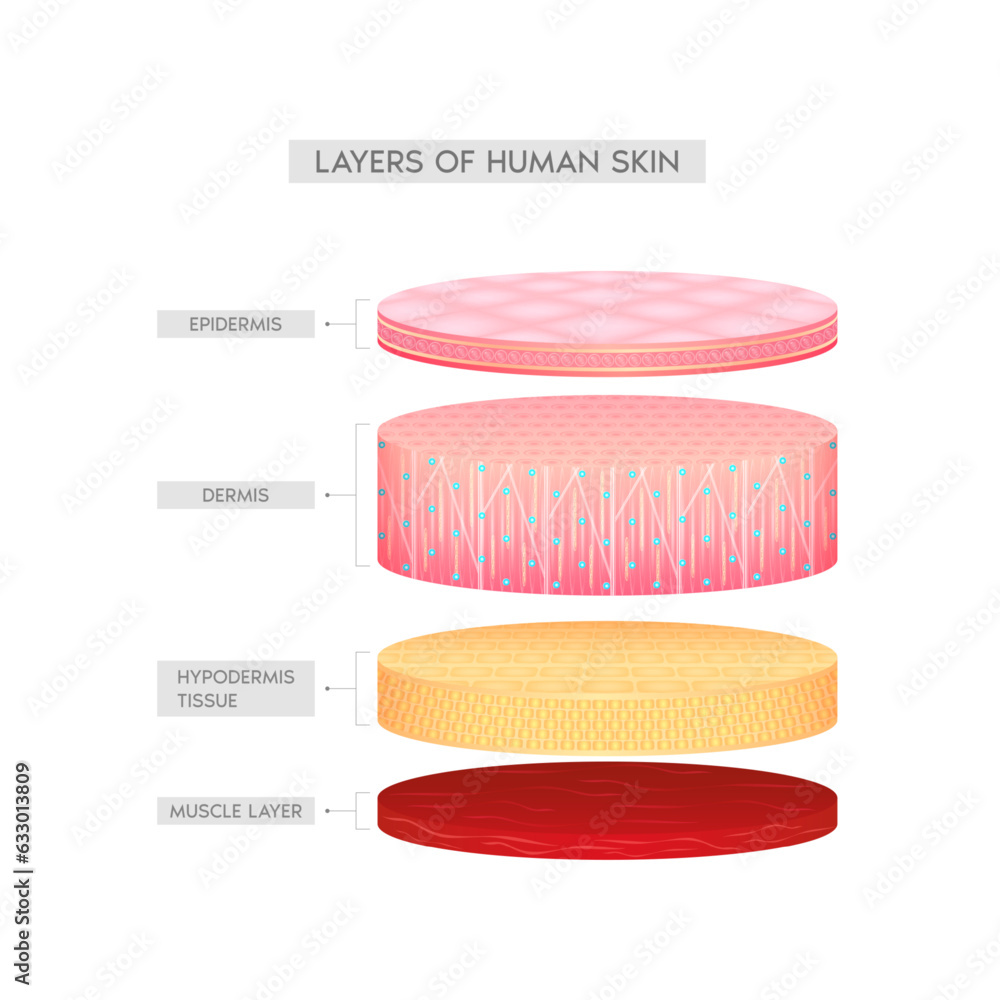 Layer of the human anatomy skin. Dermis epidermis adipose layers ...