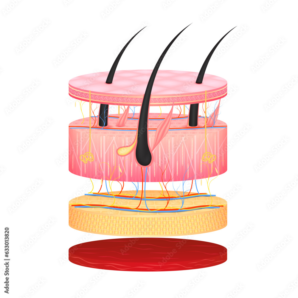 Layer of the human anatomy skin. Dermis epidermis adipose layers ...