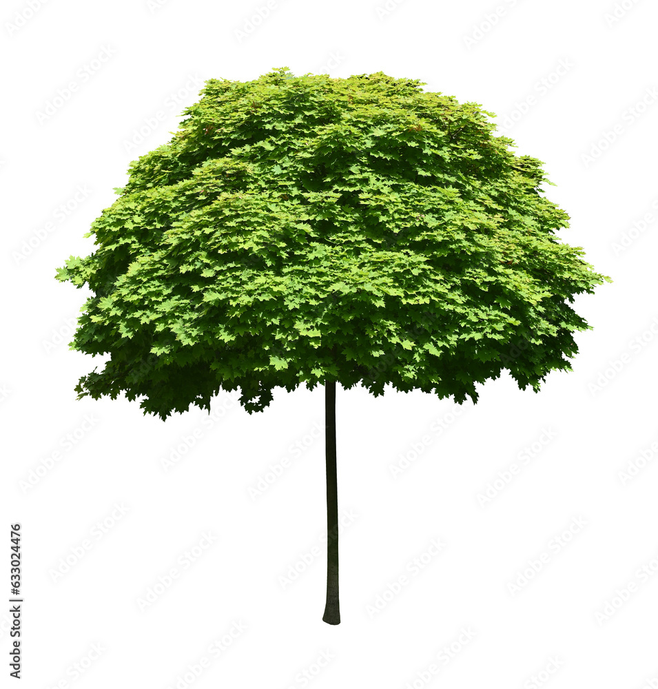 One tall maple with long thin trunk isolated on transparent background ...