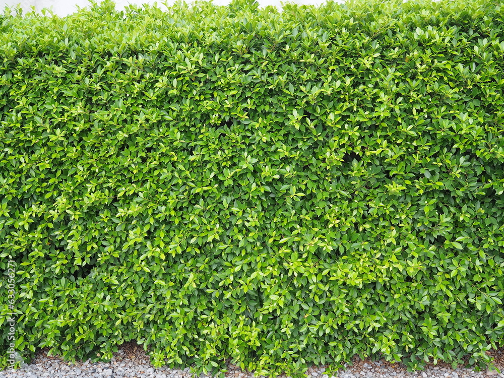 Green background of Banyan Tree Scientific name : Ficus annulata ...