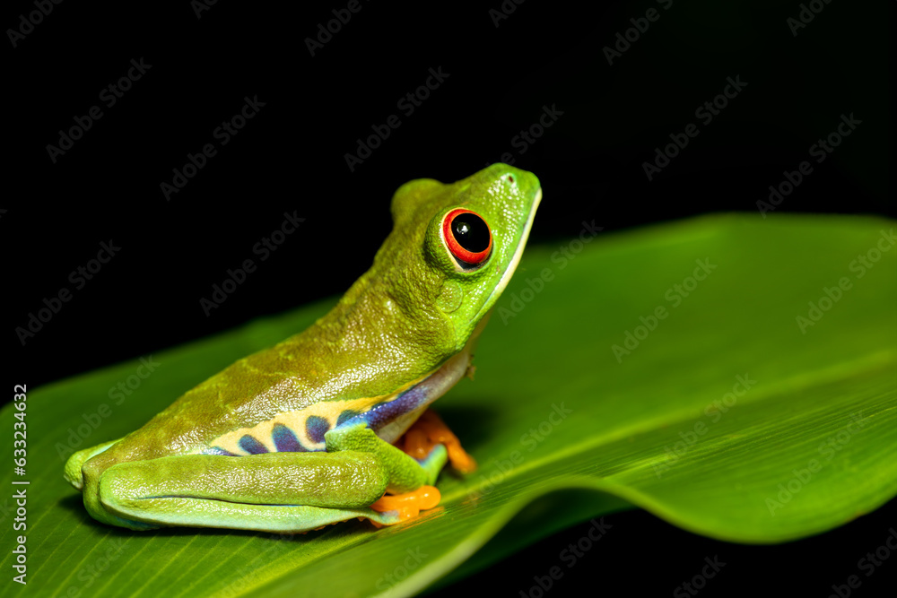 Red-eyed tree frog (Agalychnis callidryas), Beautiful iconic Green frog ...
