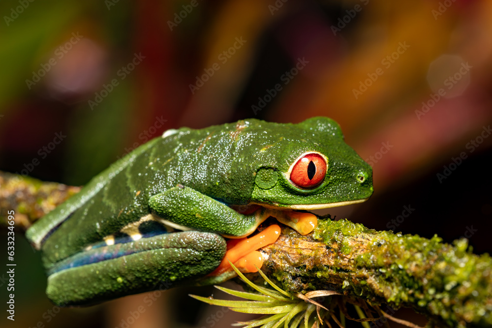 Red-eyed tree frog (Agalychnis callidryas), Beautiful iconic Green frog ...