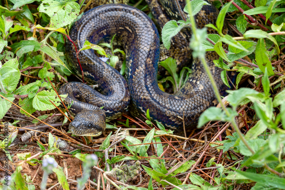 Sanzinia madagascariensis, also known as the Malagasy tree boa or ...