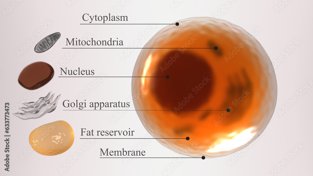 Adipose cell structure. 3d model of a white fat cell with a nucleus ...