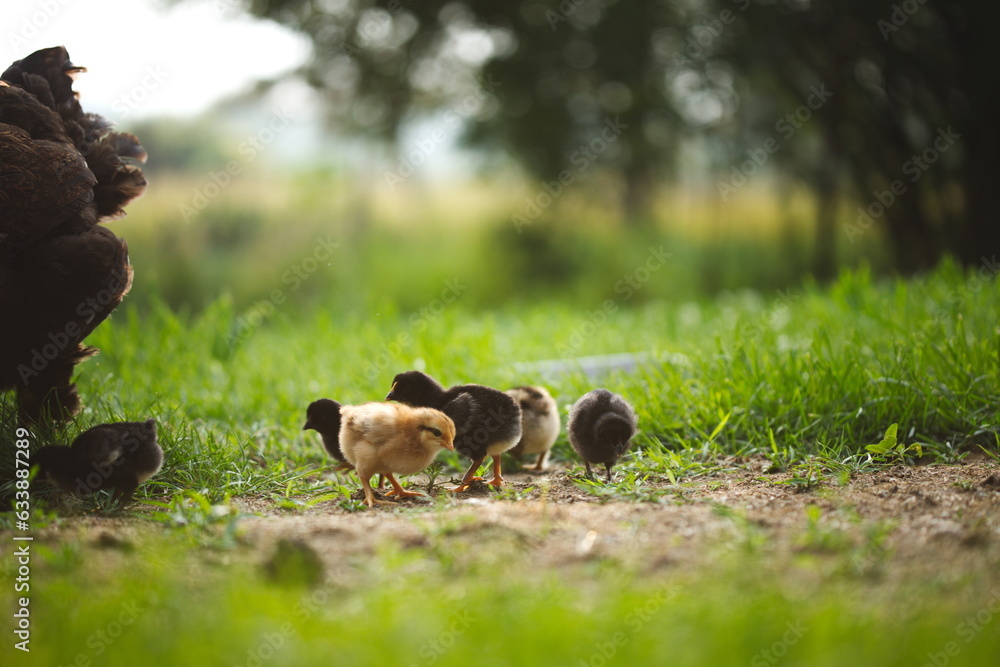 Baby chickens with their mother hen on a small farm in Ontario, Canada ...