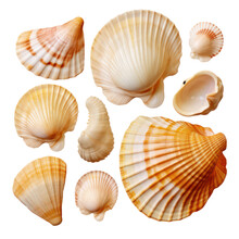 Beautiful Sea Shell Free Stock Photo - Public Domain Pictures