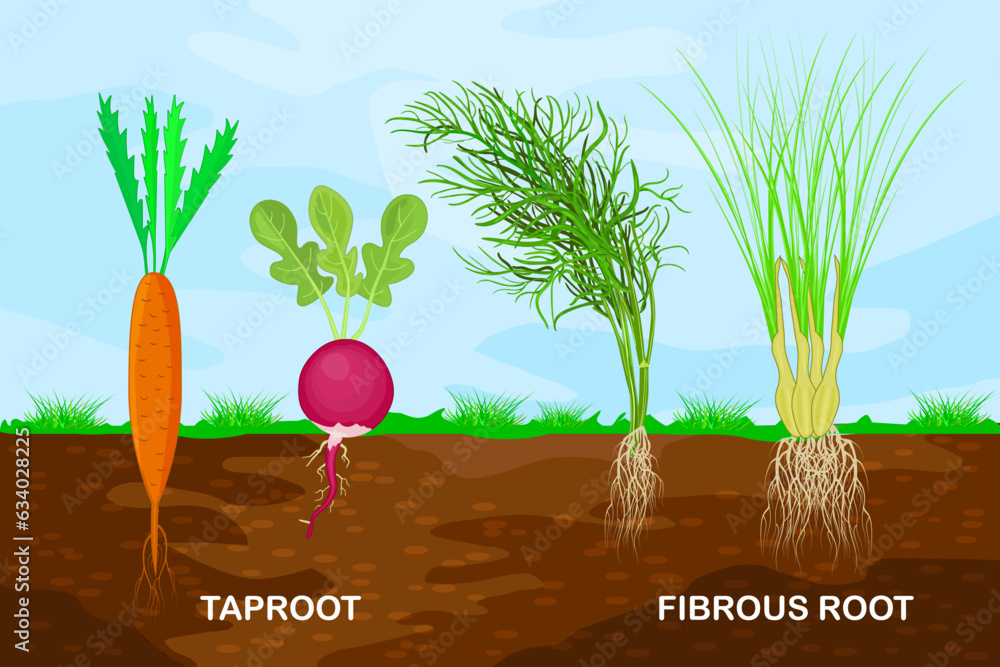 Стоковий вектор Taproot and fibrous root example comparison. Plant part ...