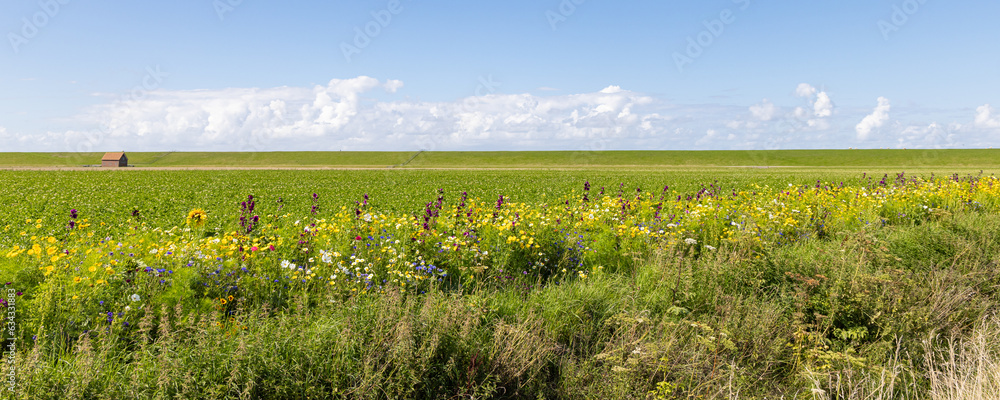 Agricultural field with floral edges in Pieterburen Het Hogeland in ...
