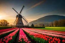 Tulip Dutch Windmill Free Stock Photo - Public Domain Pictures