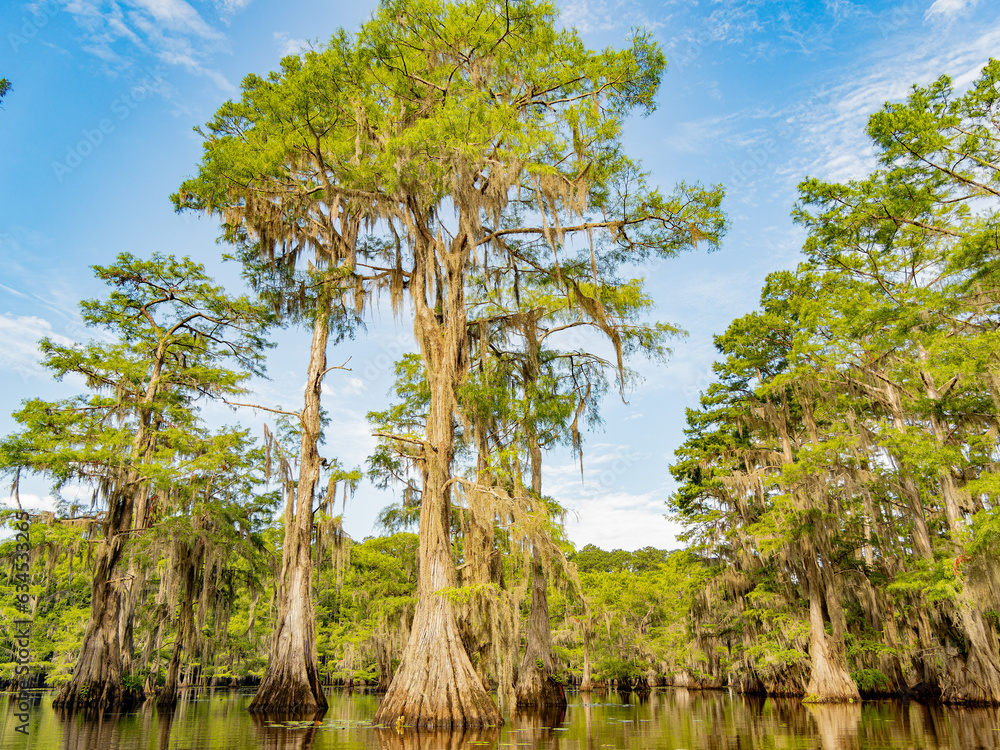 Sunny view of many bald cypress in Caddo Lake State Park Stock Photo ...