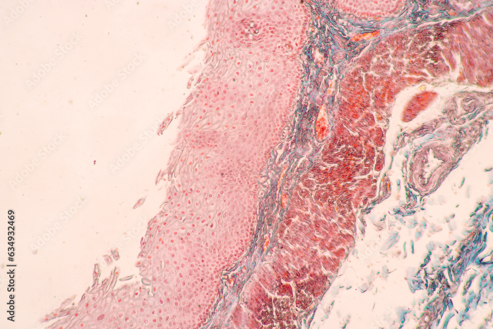 Showing Light micrograph of the Sublingual gland, Oesophagus human and ...