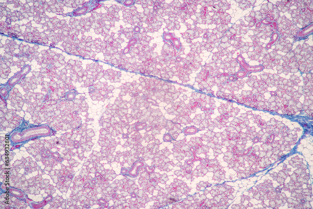 Foto de Stock Showing Light micrograph of the Sublingual gland ...