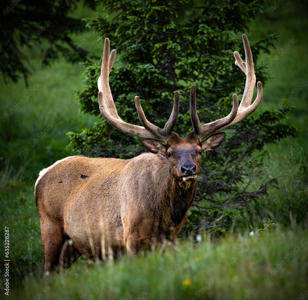 Royal Rocky Mountain bull elk (cervus canadensis) facing forward in ...