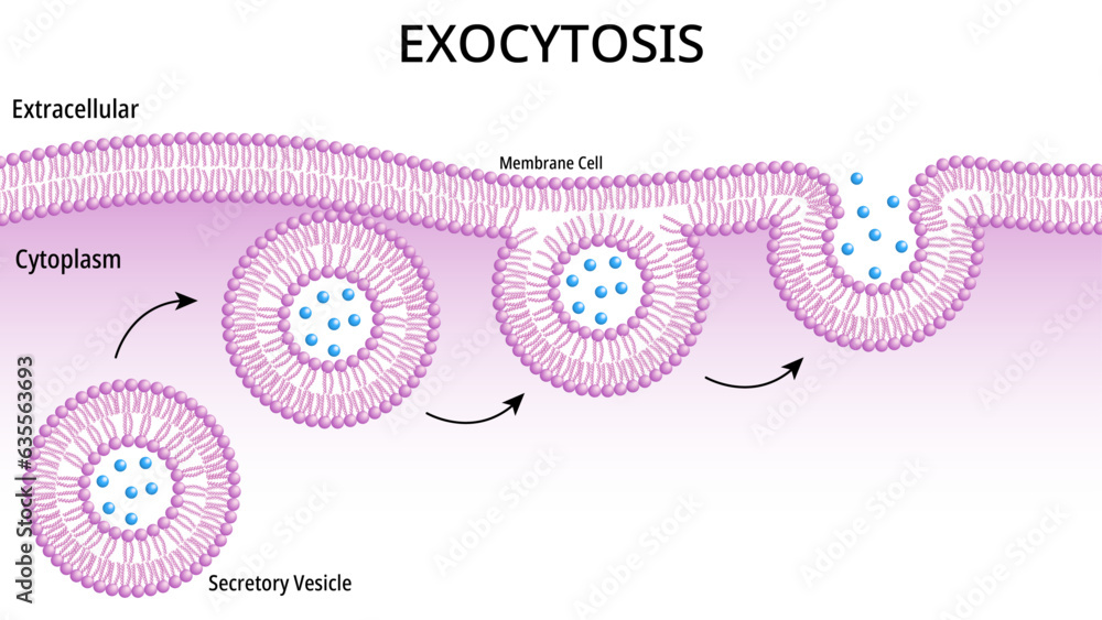 Exocytosis - Intracellular Secretory Vesicles Fuse with the Plasma ...