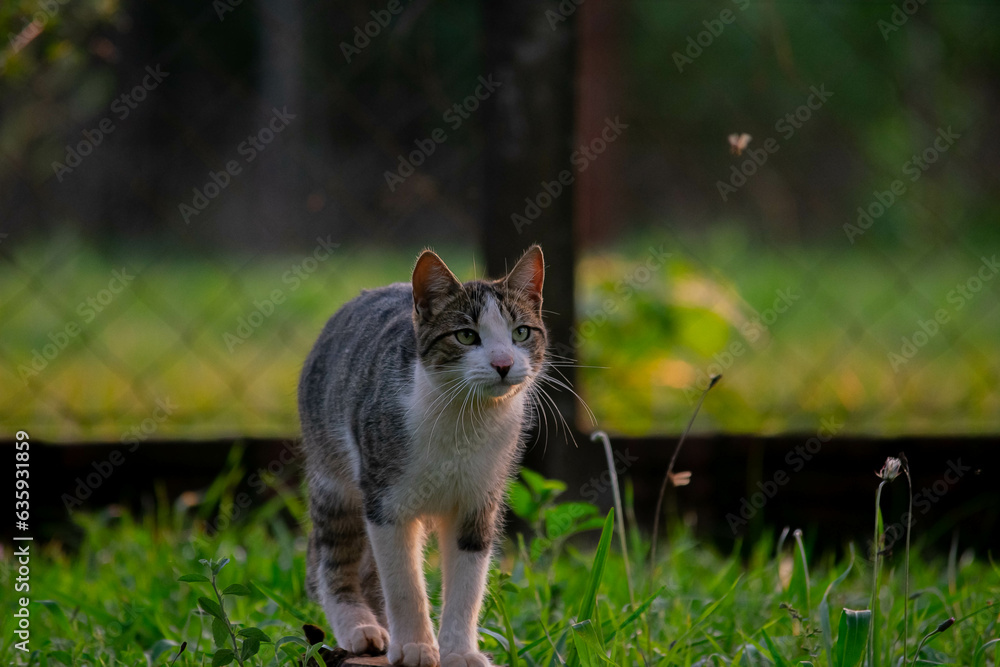 Gatito en la naturaleza observando mariposas Stock Photo | Adobe Stock