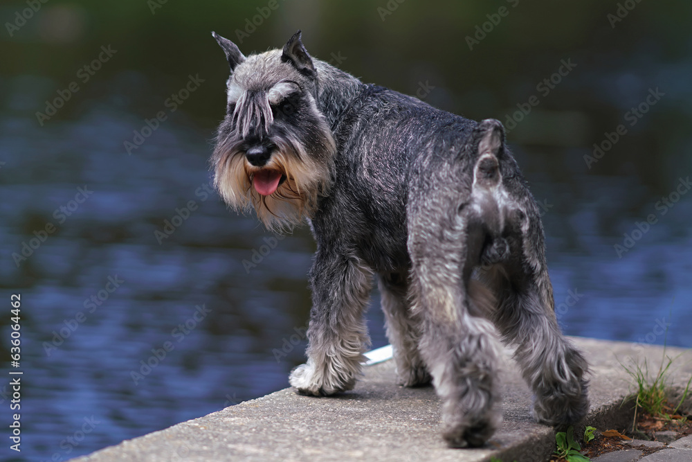 Adorable salt and pepper Miniature Schnauzer dog with cropped ears and ...
