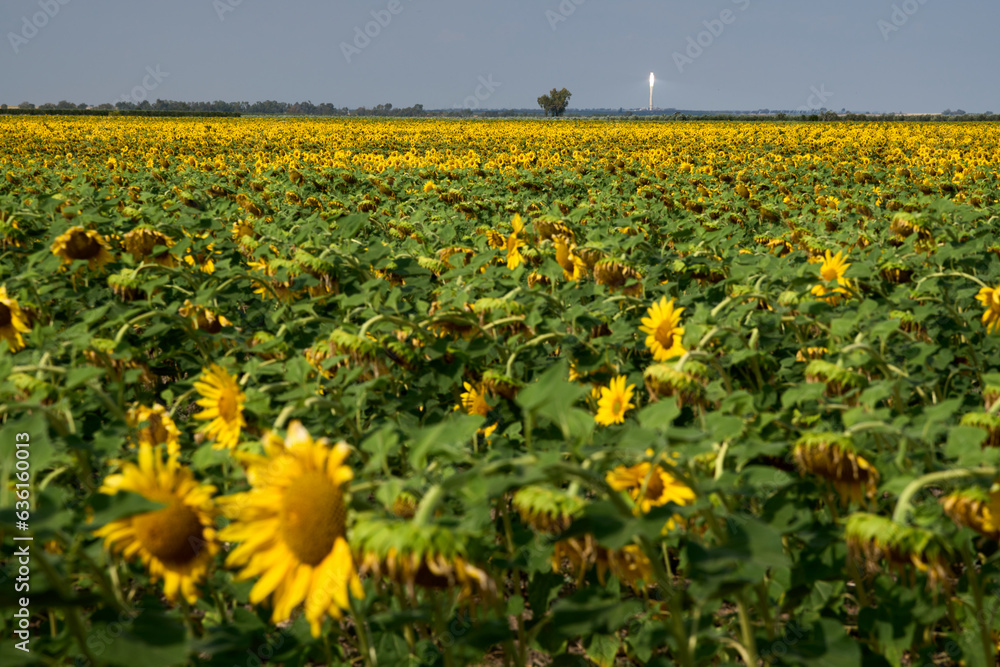 Sunflower field & solar power plant, Europe - green energy transition ...