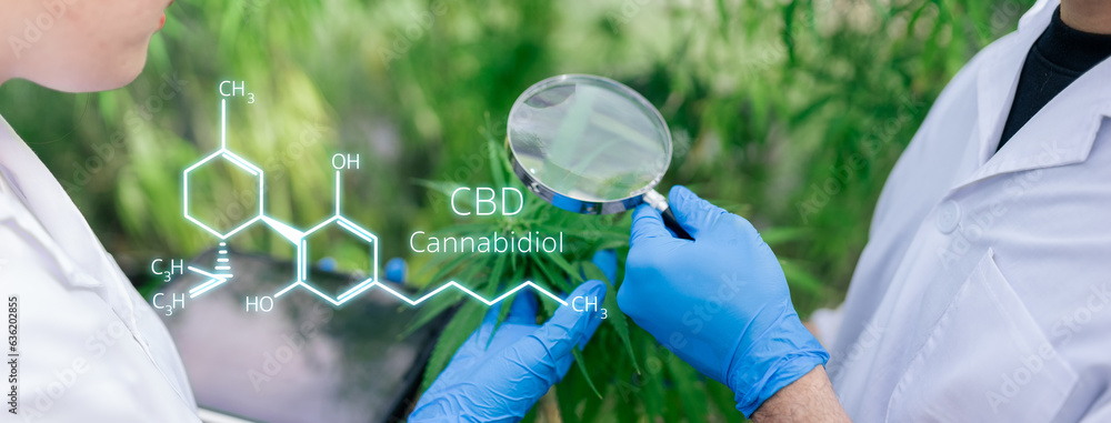 THC formula, THC elements in Cannabis with magnifying glass on hand ...