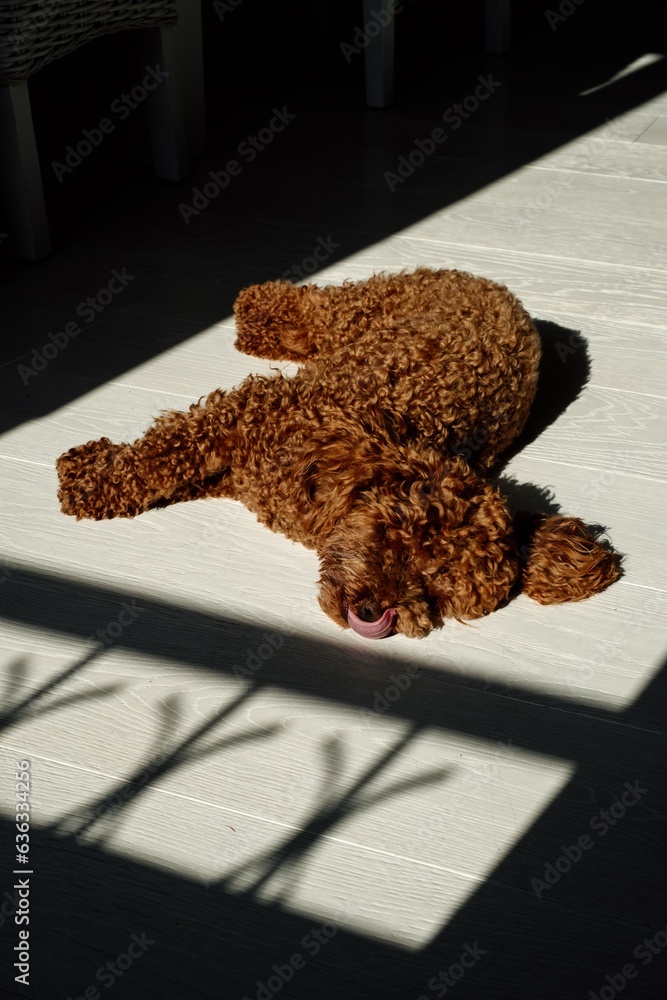 Red Toy Poodle, freshly groomed, laying in the sun, the shadow of a ...