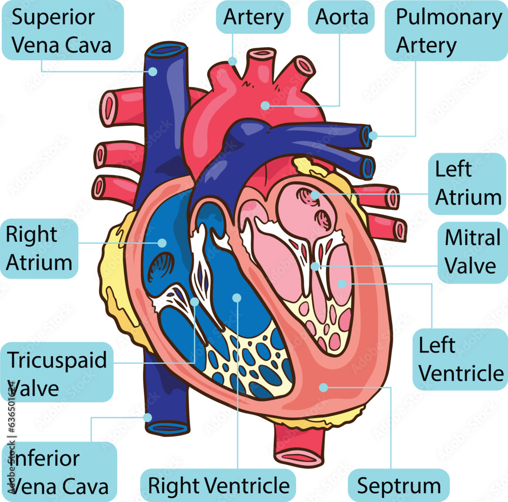 Inside Human Heart Body Parts Anatomy Stock Vector | Adobe Stock