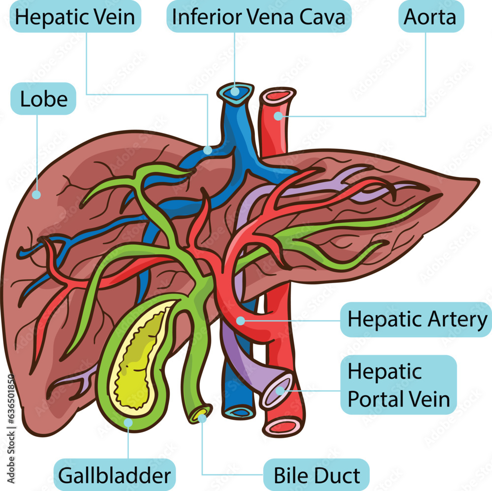 Inside Human Liver Body Parts Anatomy Stock Vector | Adobe Stock