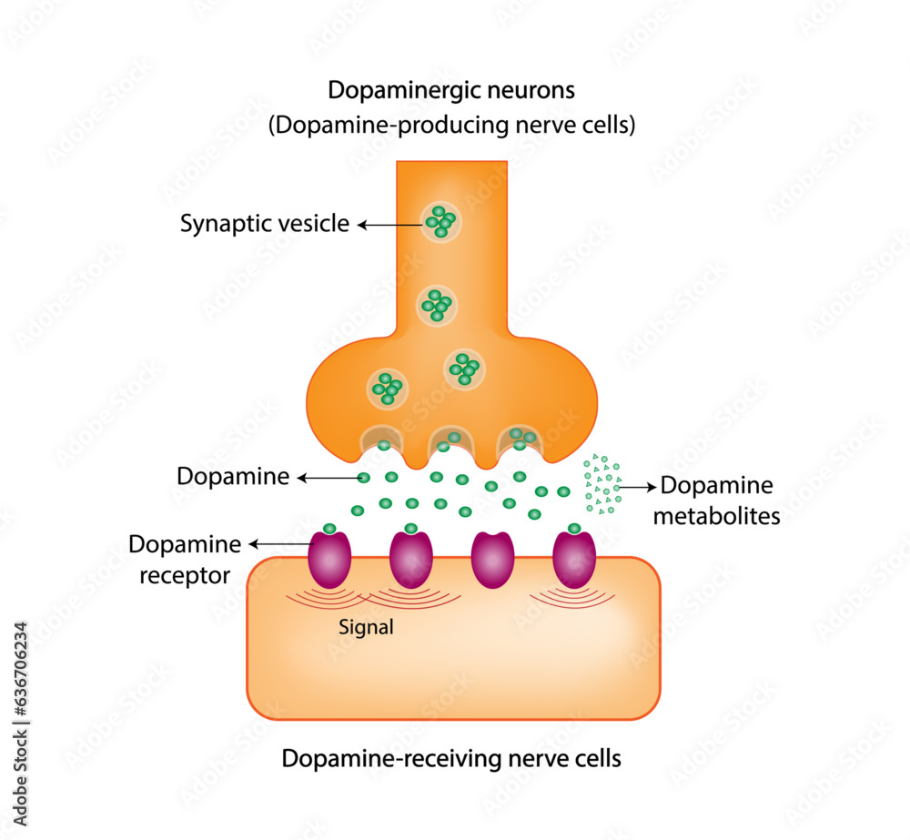 Vektor Dopamine, Dopaminergic receptor, dopamine-receiving neurons and dopamine-producing ...