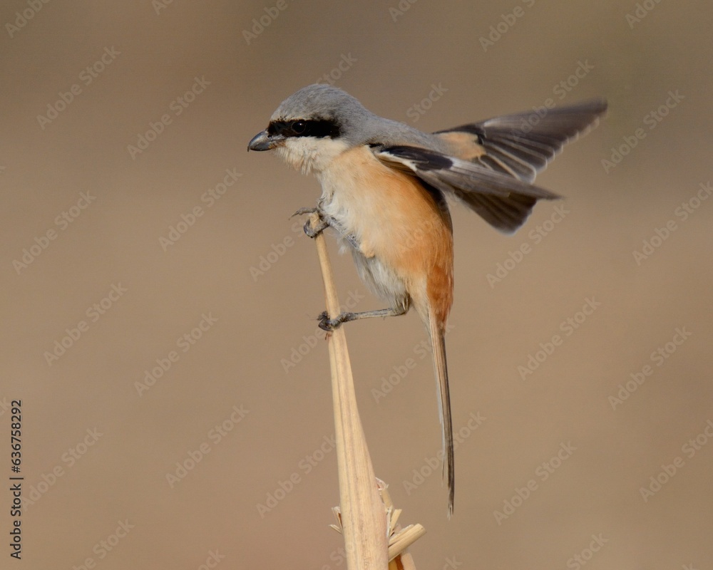 Long-tailed Shrike (Lanius schach). The Shrikes are known as "Butcher ...