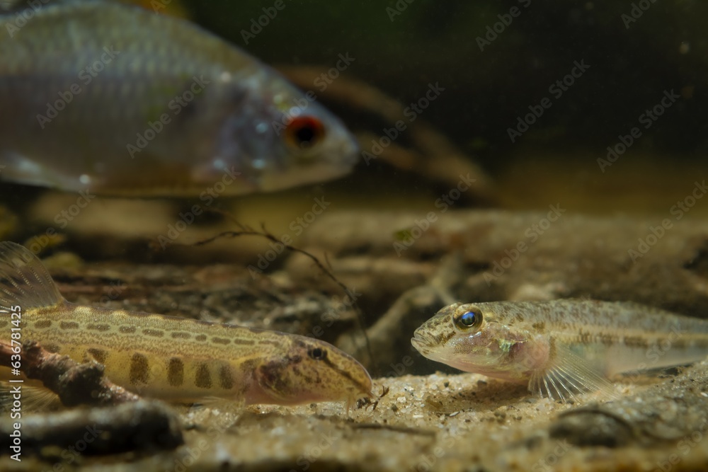 wild monkey goby on sand bottom, dangerous species of dwarf freshwater ...