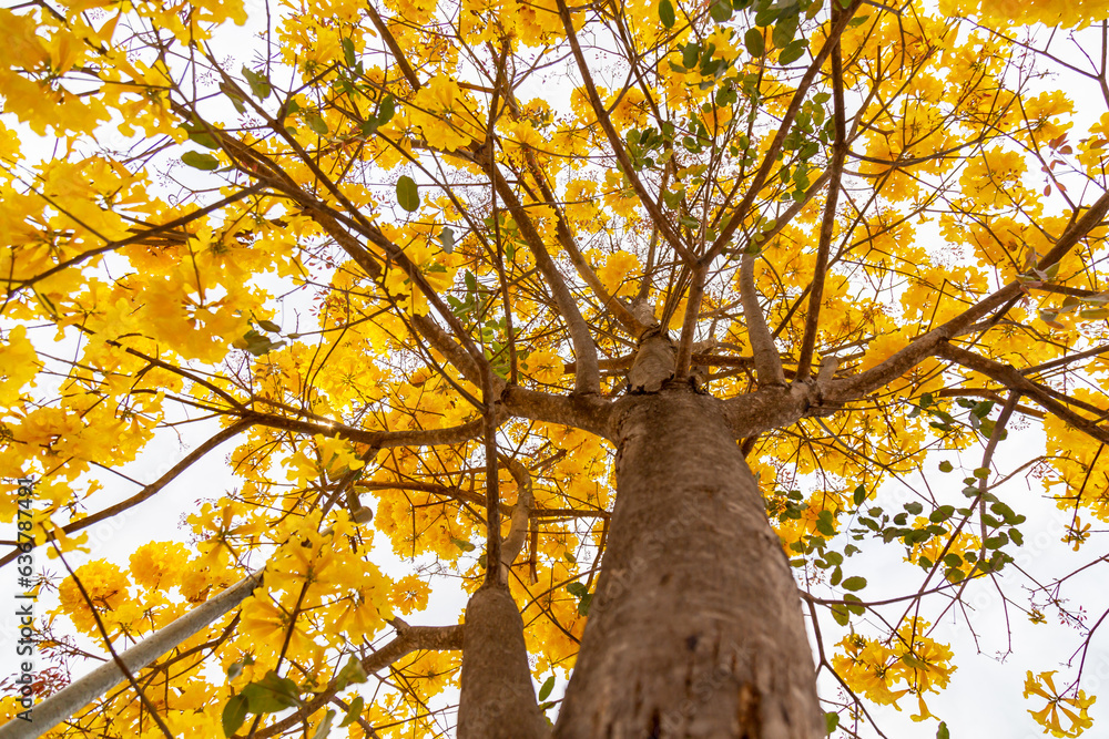 Foto de Stock Golden trumpet tree, aka Yellow Ipe. Tabebuia Alba tree ...