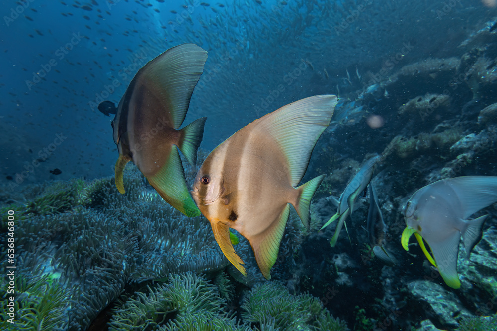 Couple Longfin Batfish swim underwater in deep blue sea with coral reef ...